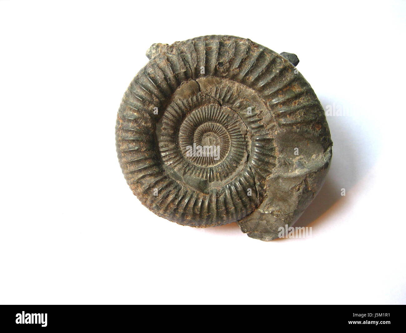 stone petrified snail fossilization fossil fossils age elder old 643 ...