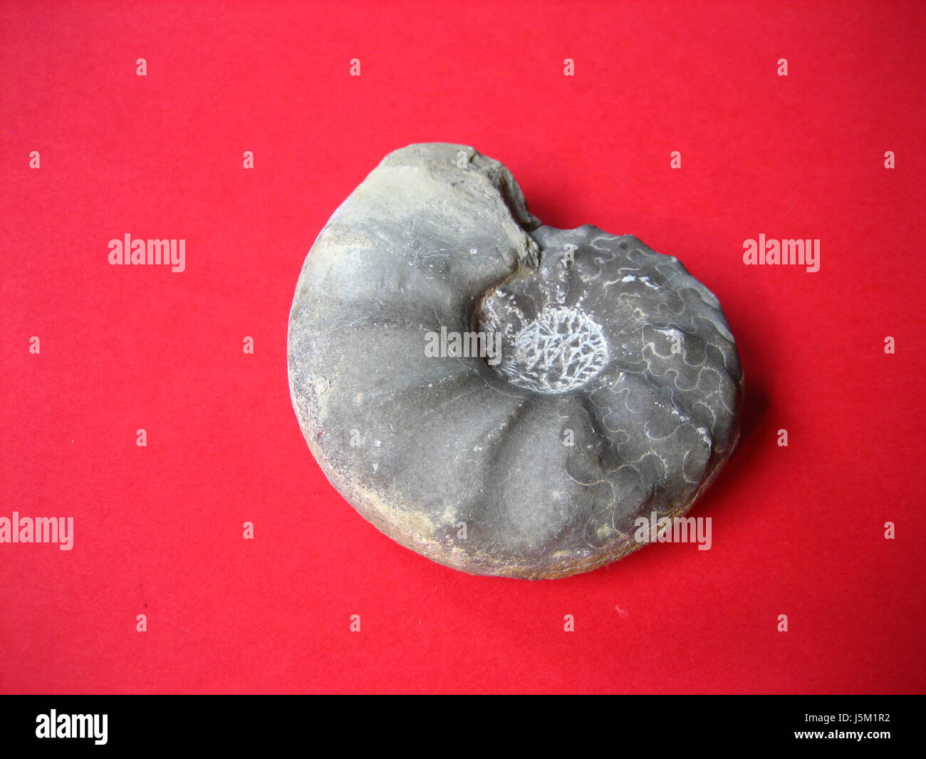 Petrified fossilization fossil fossils hi-res stock photography and ...