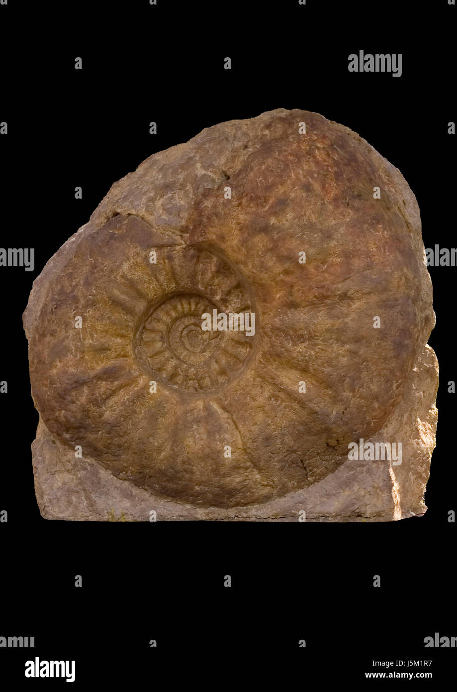 rock spiral snail snail shell fossil geology palaeontology devonian 643 ...