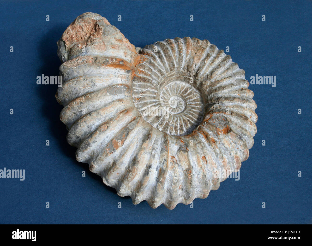 spiral snail exstinction fossilization fossils died out palaeontology ...