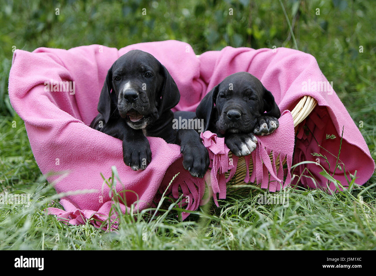 black swarthy jetblack deep black look glancing see view looking ...