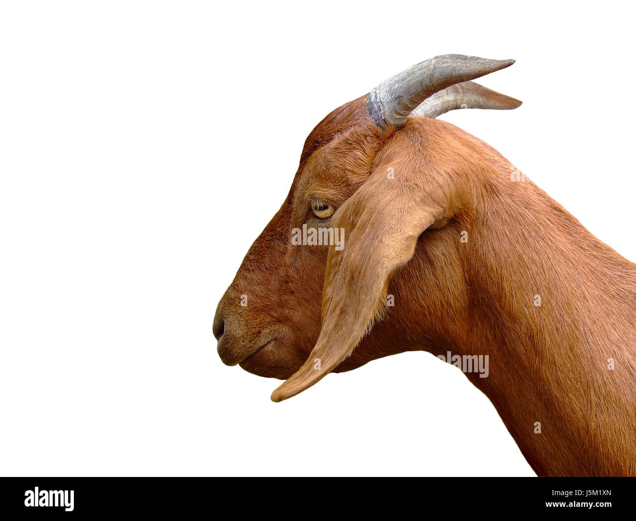 Left goat hi-res stock photography and images - Alamy