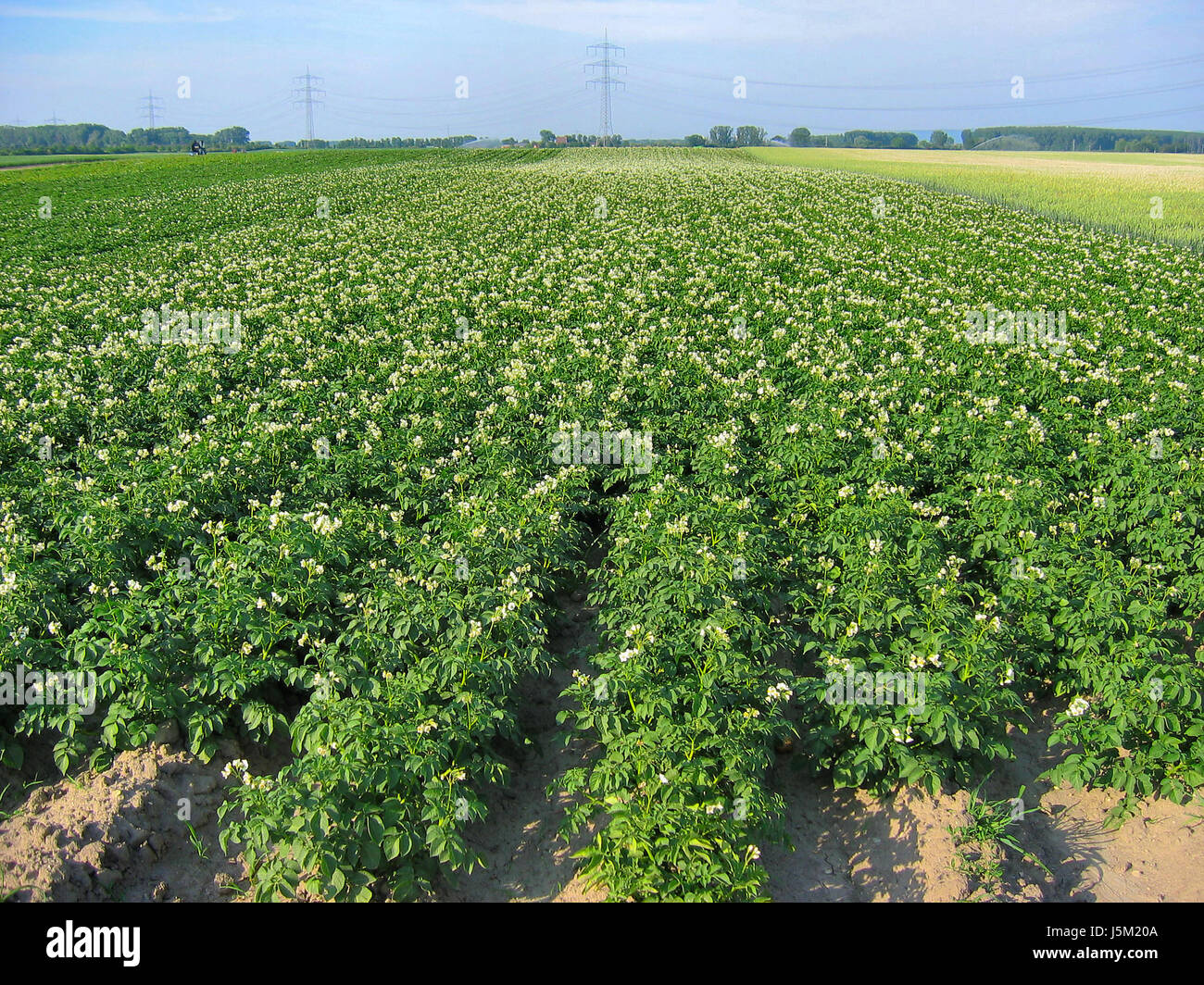 food aliment field acre vegetable basic foods potato harvest potatoes ...