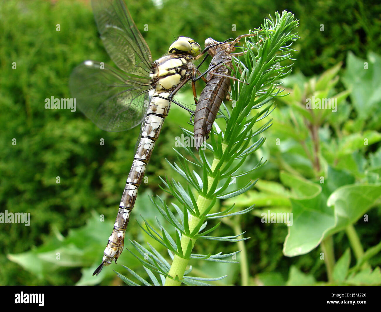 Hatching imago hi-res stock photography and images - Alamy