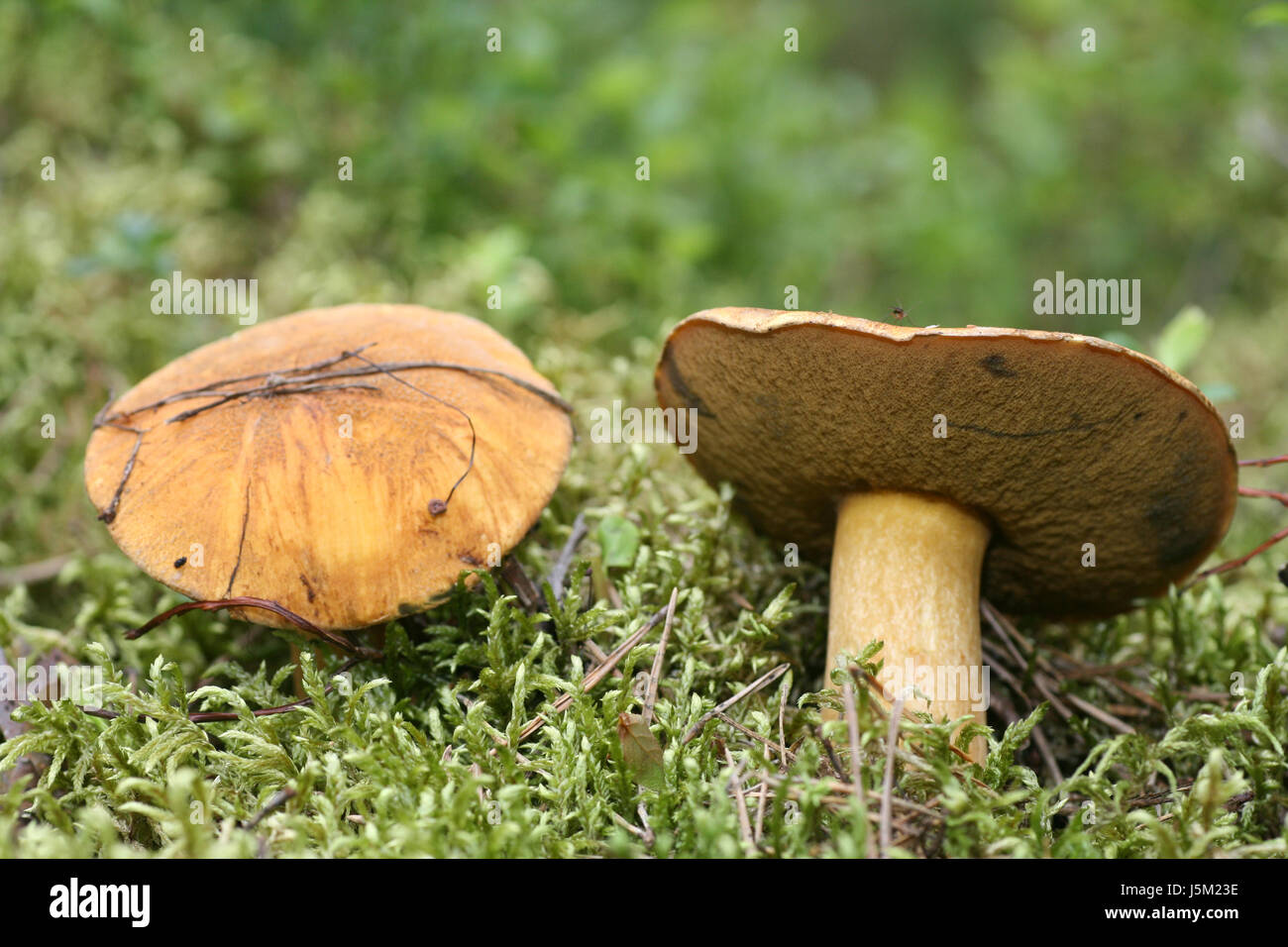 Sandpilz hi-res stock photography and images - Alamy