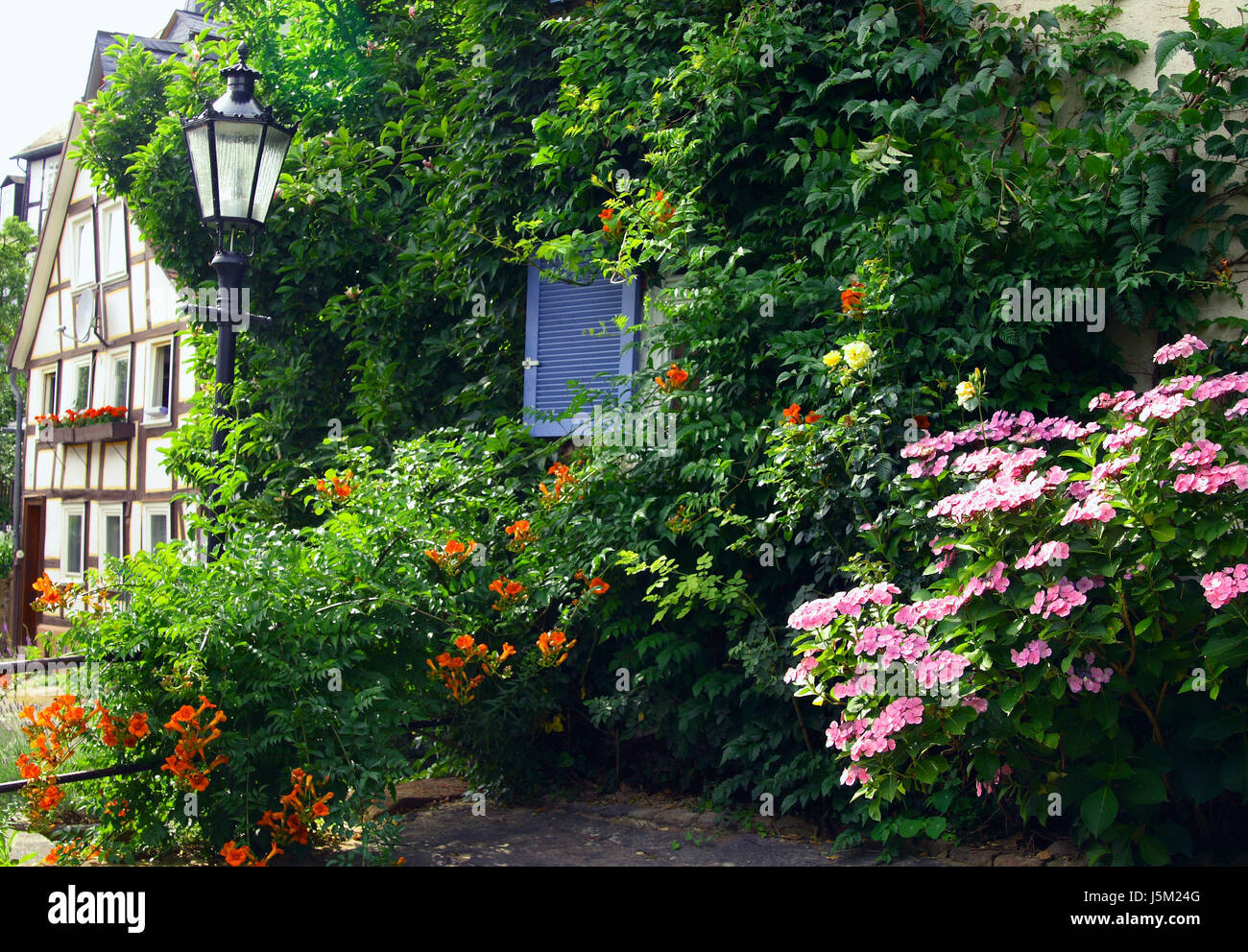 house building garden plant romantic flower flowers frame-work city ...