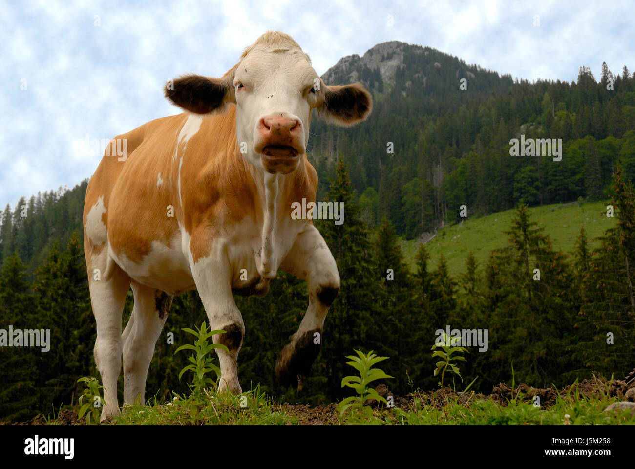 a deposited wax cow Stock Photo - Alamy