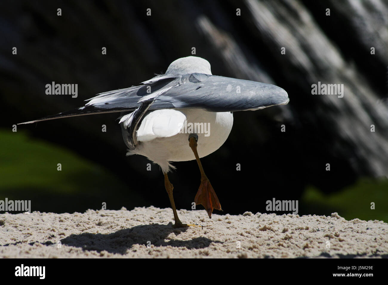 flight beach seaside the beach seashore wing feathers landing salt ...