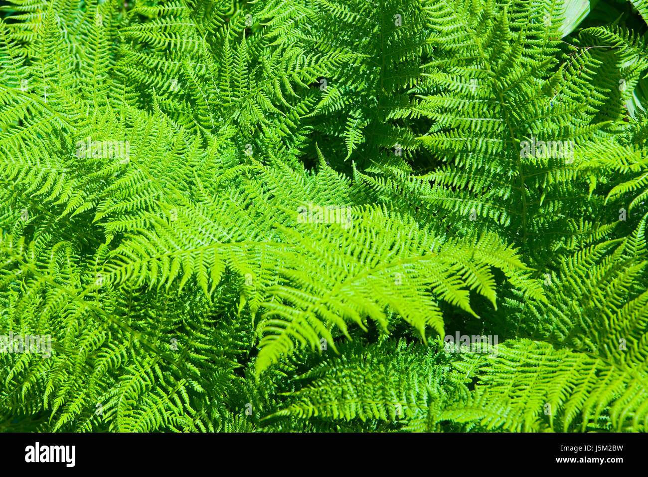 environment enviroment green fern backdrop background forest plant ...