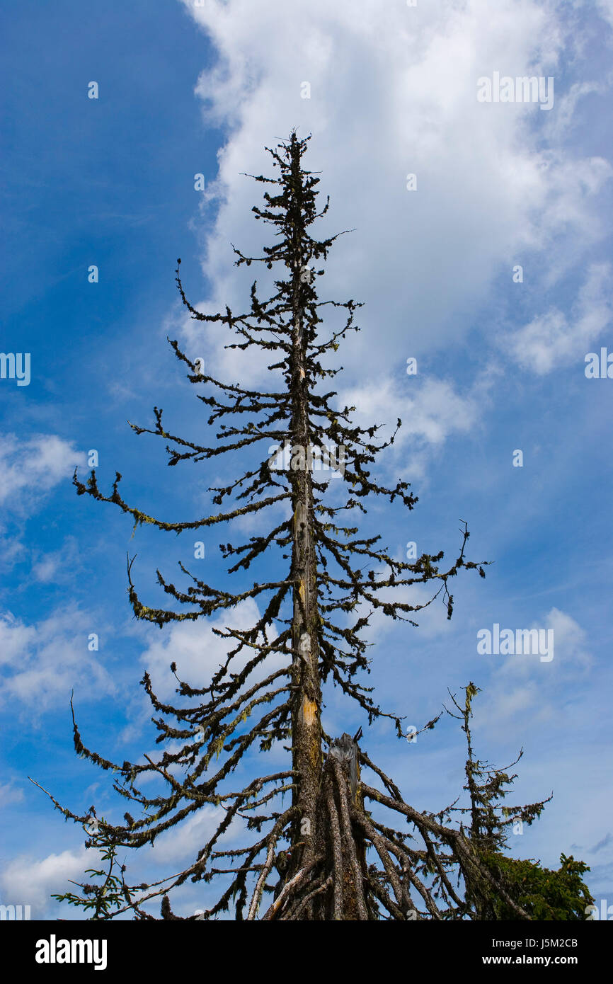 environment enviroment death die tree future black swarthy jetblack ...