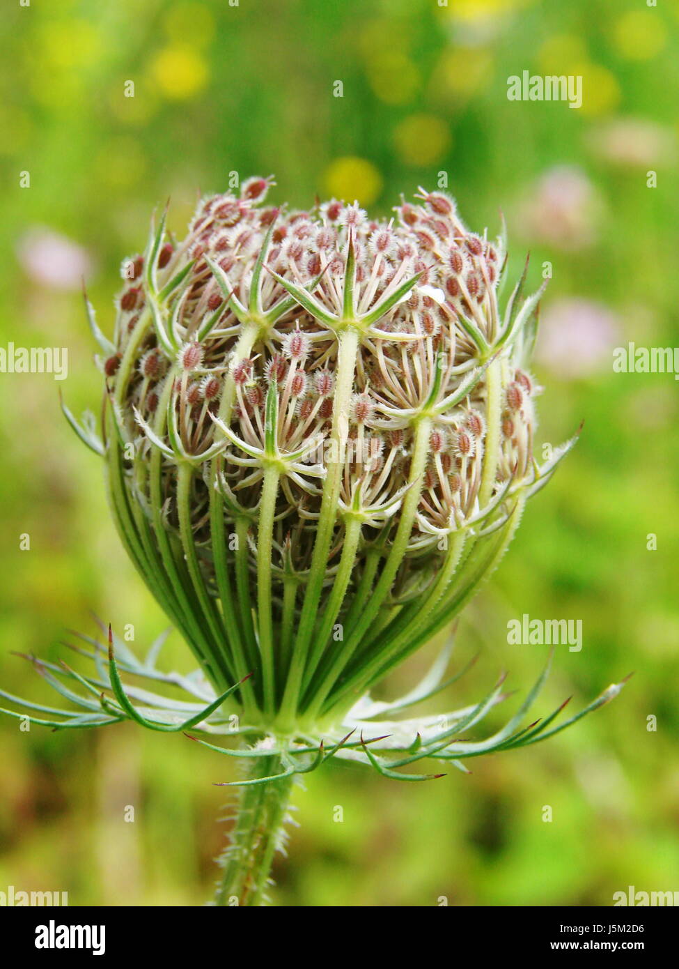 flower plant flora bud root edible carrot archetype wilde mhre ...