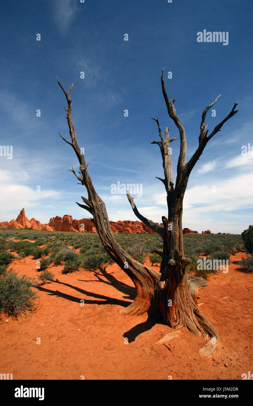 blue death tree park desert wasteland national park usa rock steppe ...