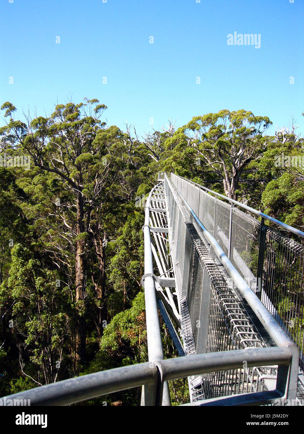 blue tree trees green national park bridge australia sightseeing ...