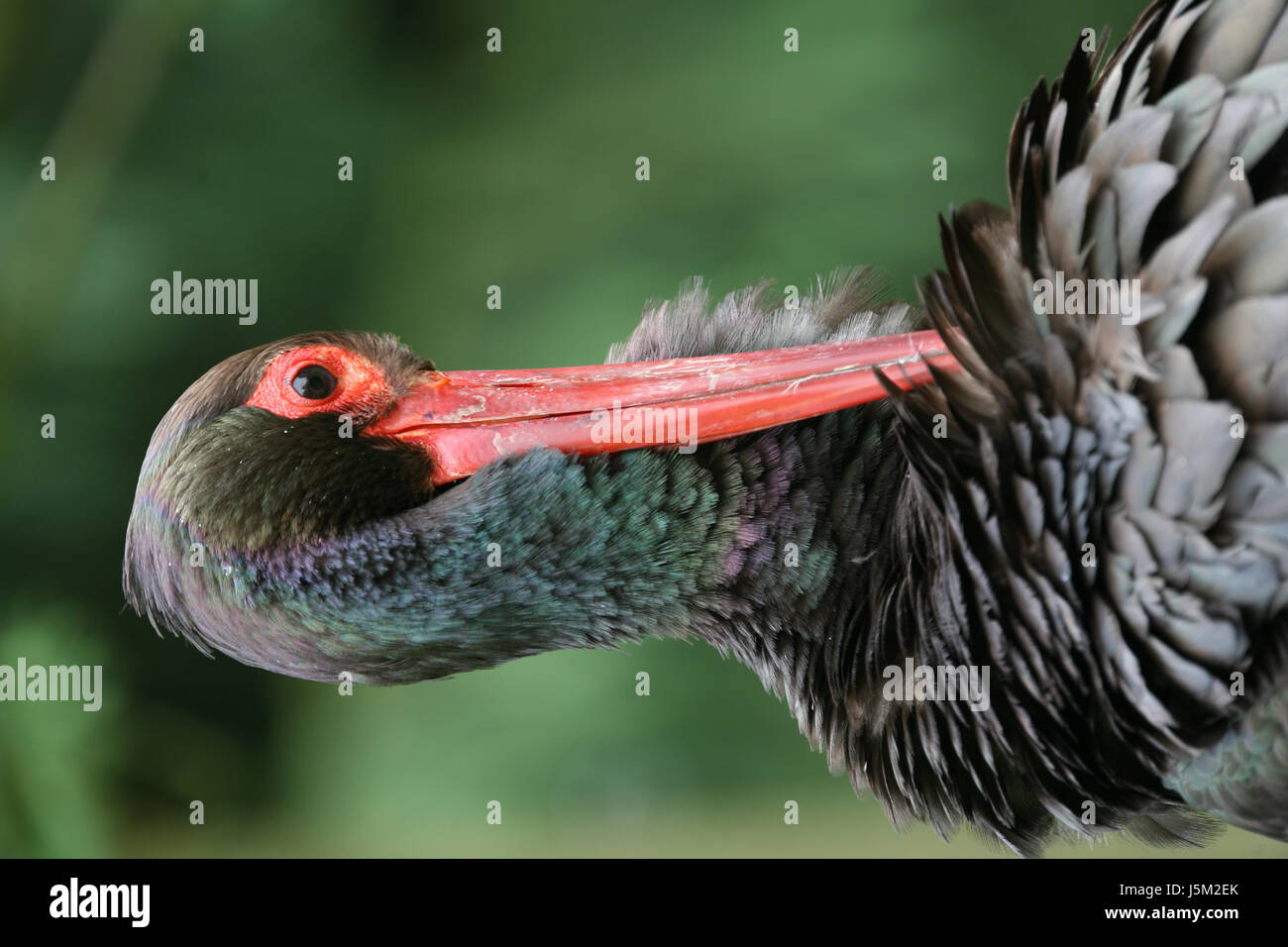 Black nurse bird hi-res stock photography and images - Alamy