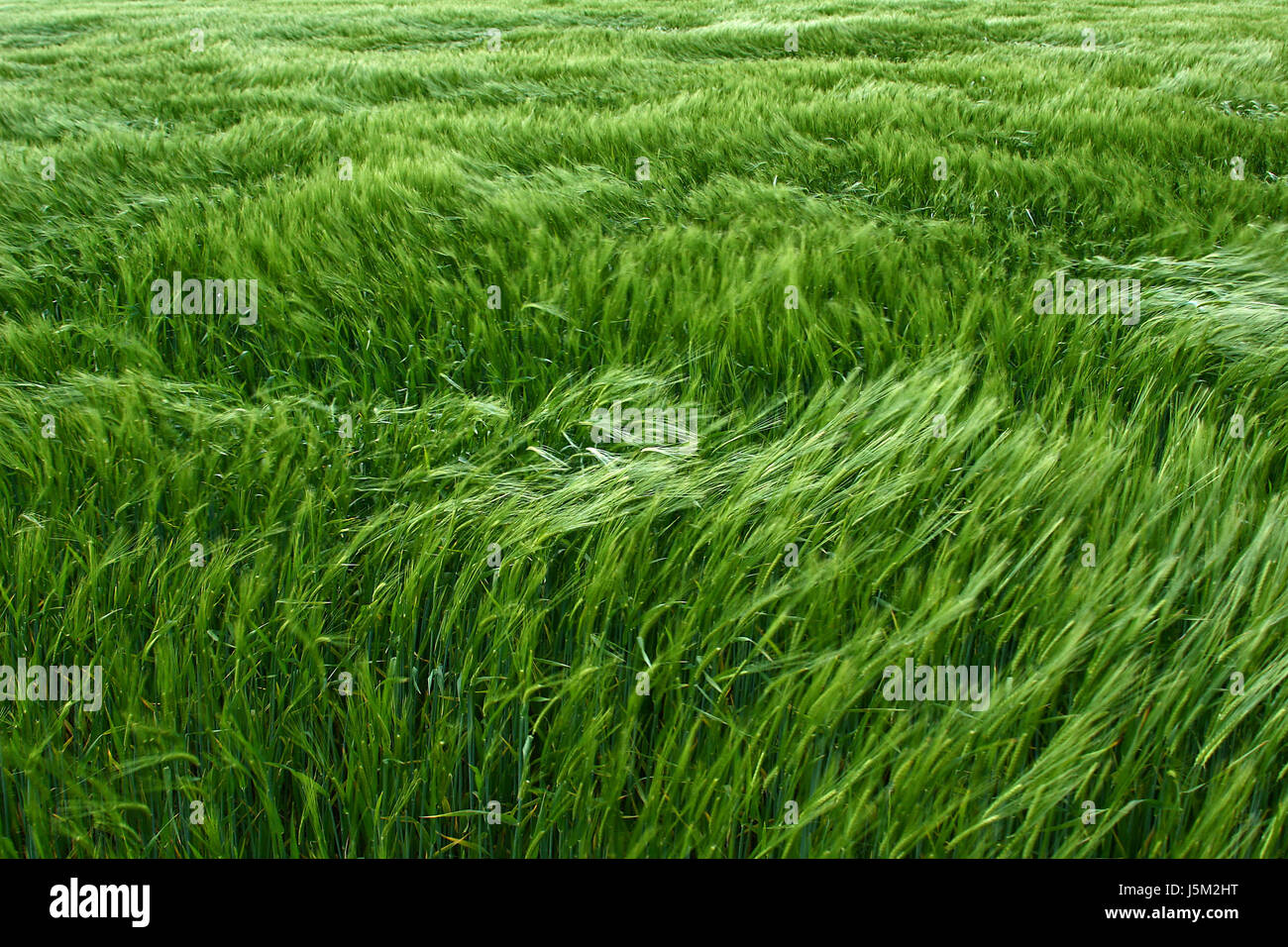 motion postponement moving movement green agriculture farming field ...