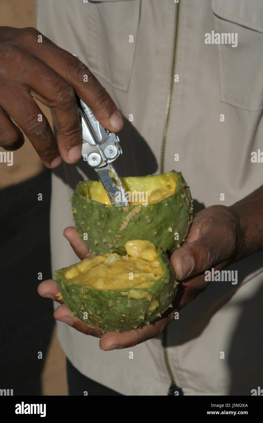 nara fruit namibia Stock Photo - Alamy