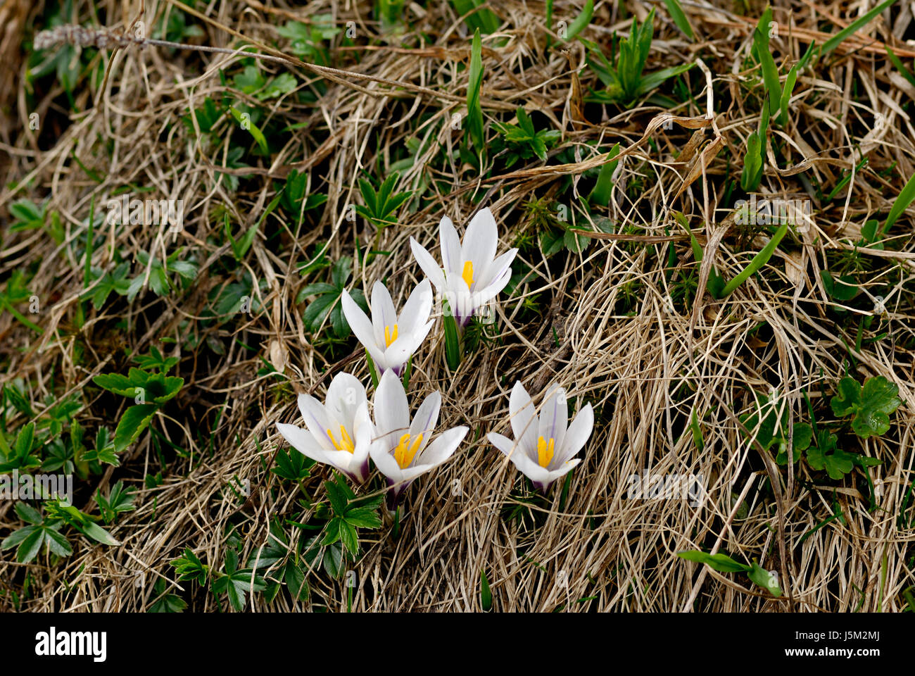 flower plant crocus crocuses yellow weiss schwertliliengewchse crocus ...