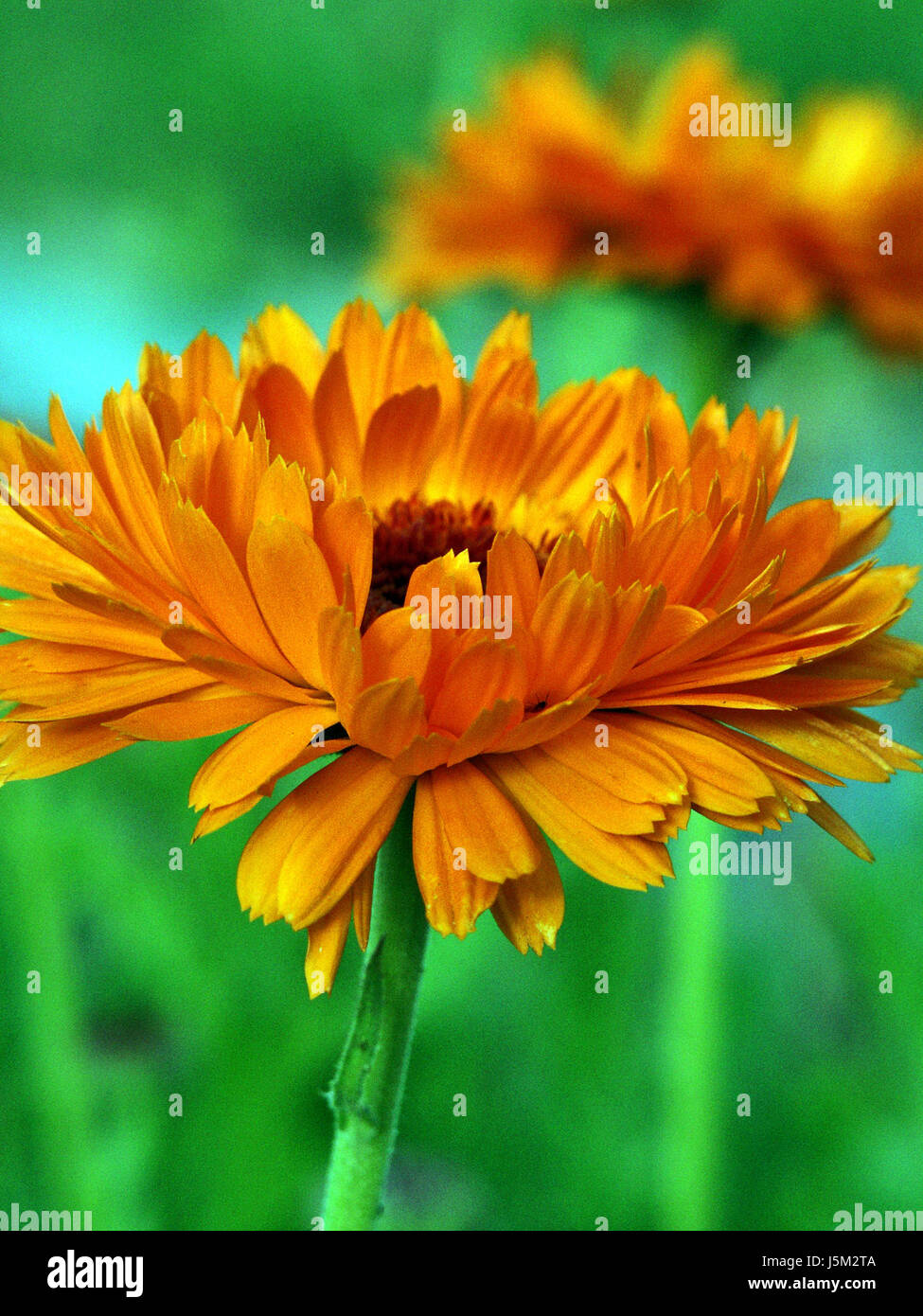 calendula marigold flowers Stock Photo - Alamy