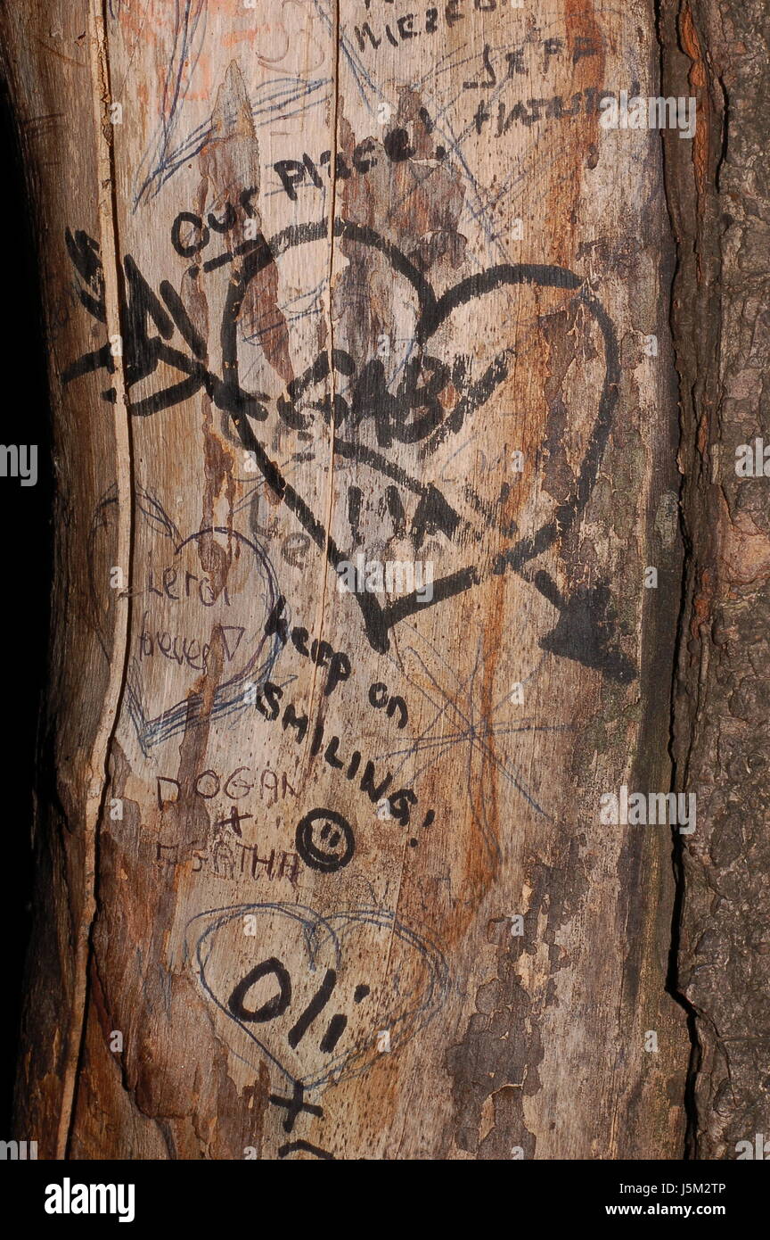 feeling tree trunk feel bark daub graffiti grafitti carving carve ...