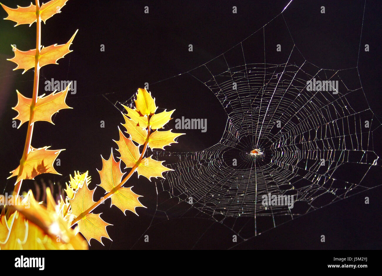 shine shines bright lucent light serene luminous thorns spider reflex ...