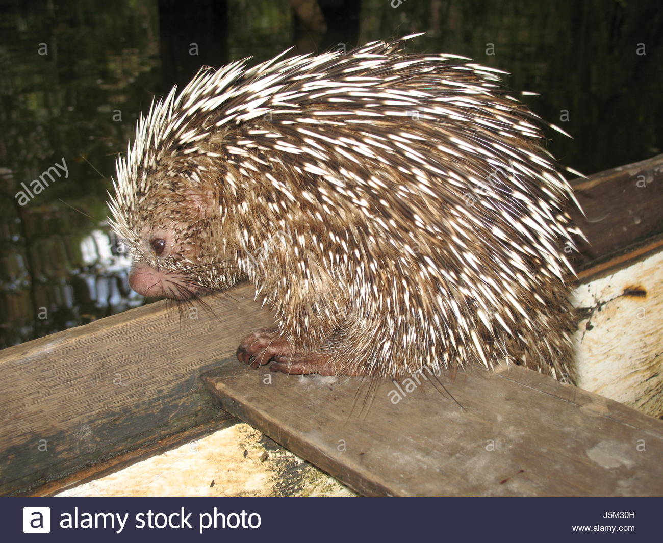 Coendou High Resolution Stock Photography and Images - Alamy