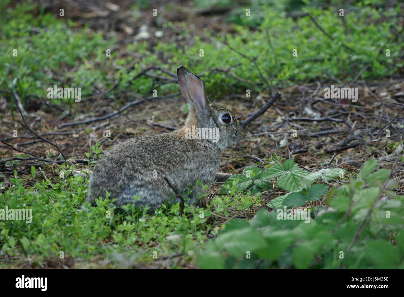 brown brownish brunette ears skin branches rabbit beard masked rabbits ...