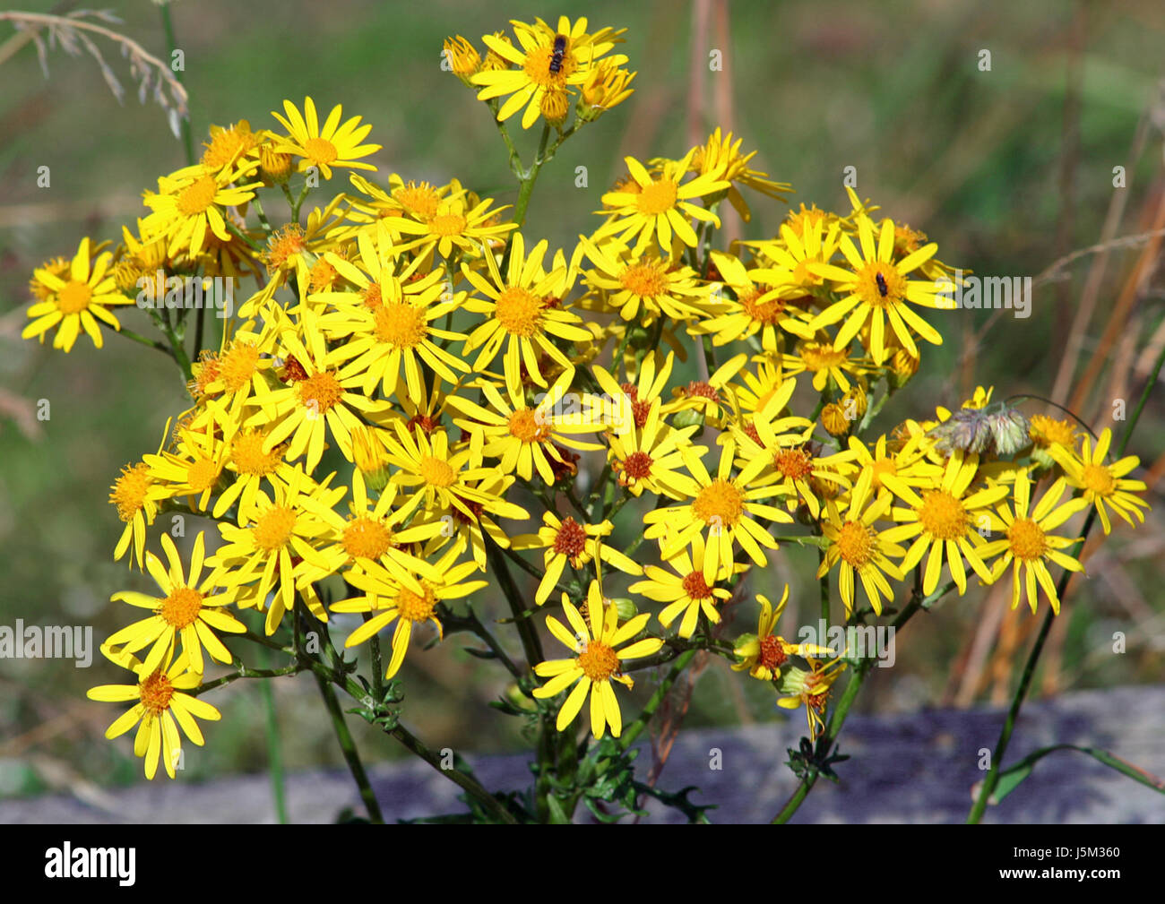 blossoms compositae bleed yellow plant jakobs-kreuzkraut sencio ...