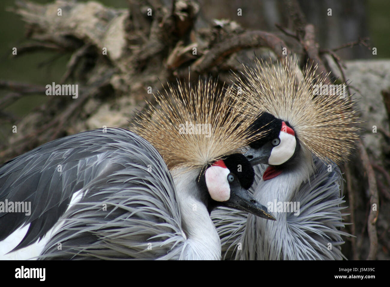 beautiful beauteously nice bird africa birds duo feathers exotic ...