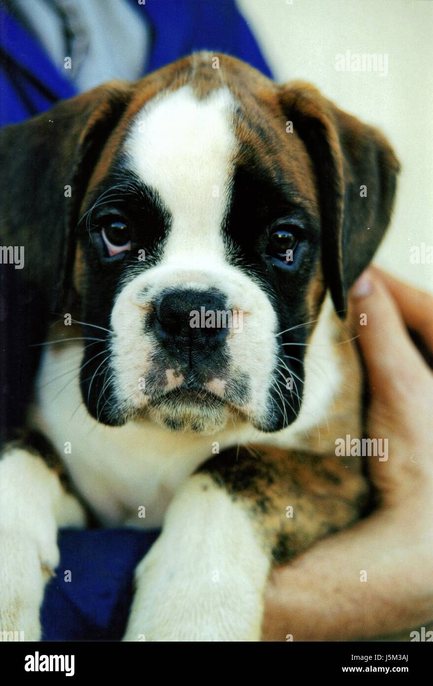 hand animal portrait human human being black swarthy jetblack deep ...