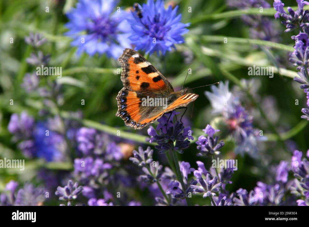blue insect butterfly shine shines bright lucent light serene luminous ...