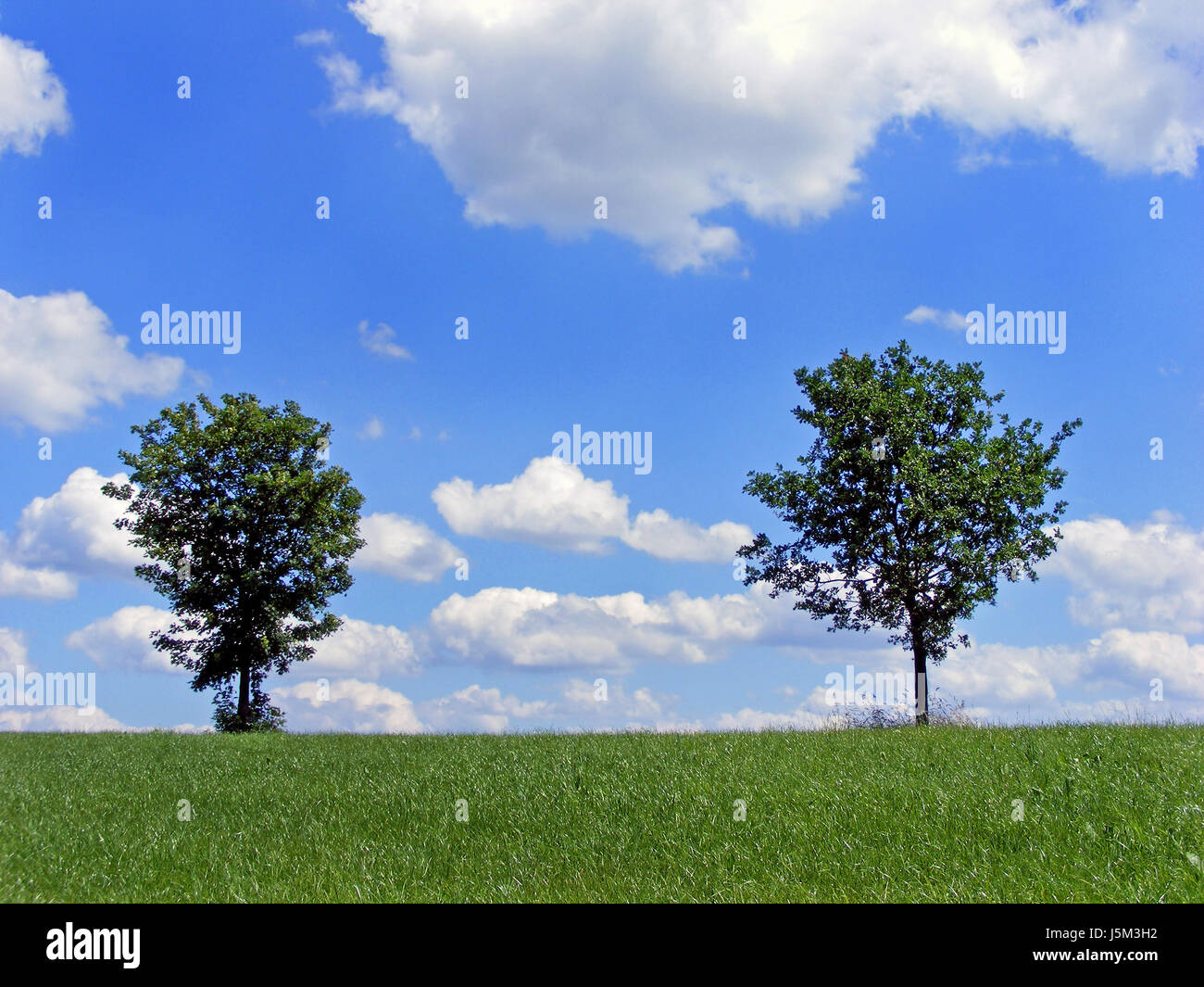 blue beautiful beauteously nice tree trees plant green leaves summer ...