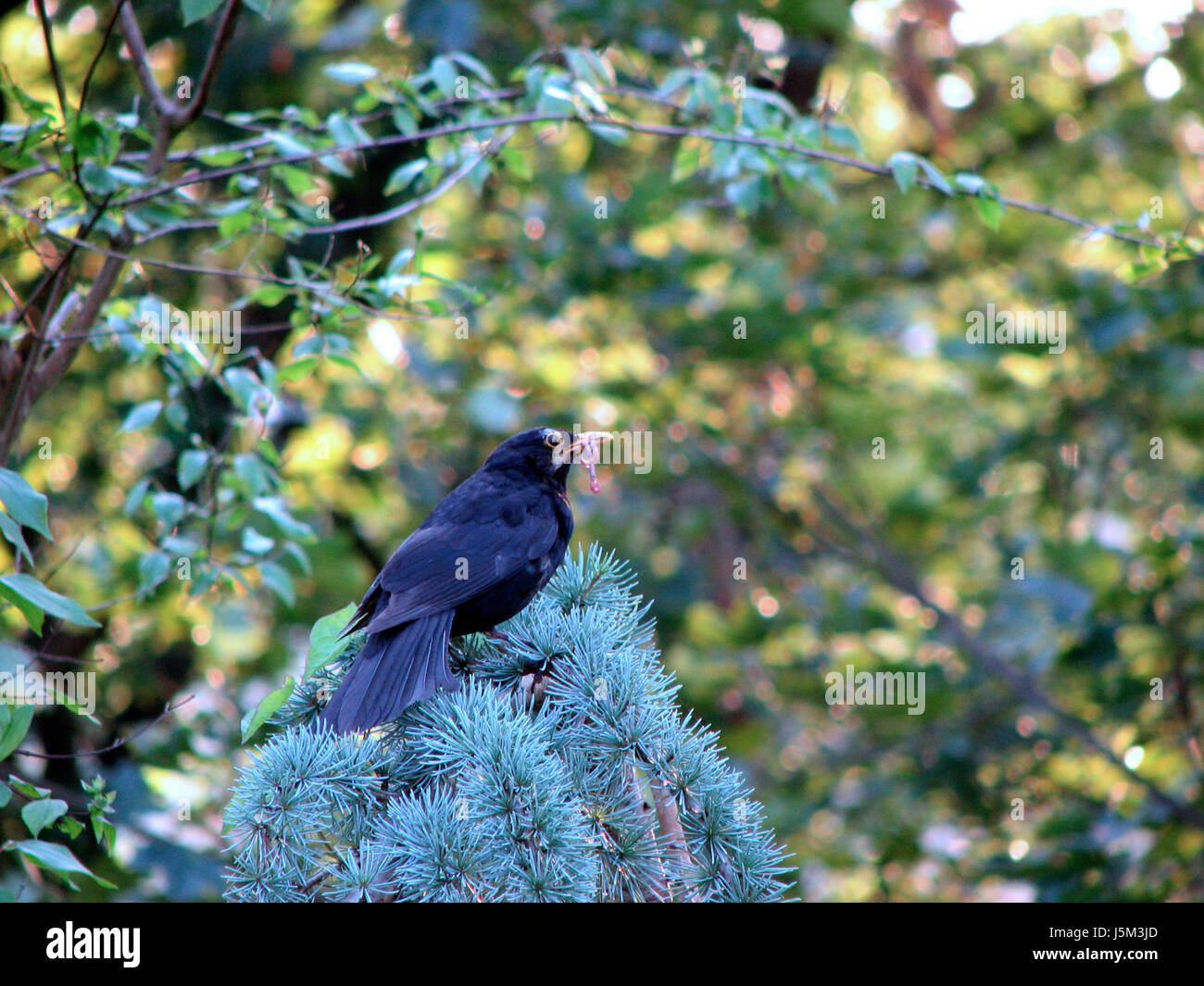 the early bird catches the worm Stock Photo - Alamy