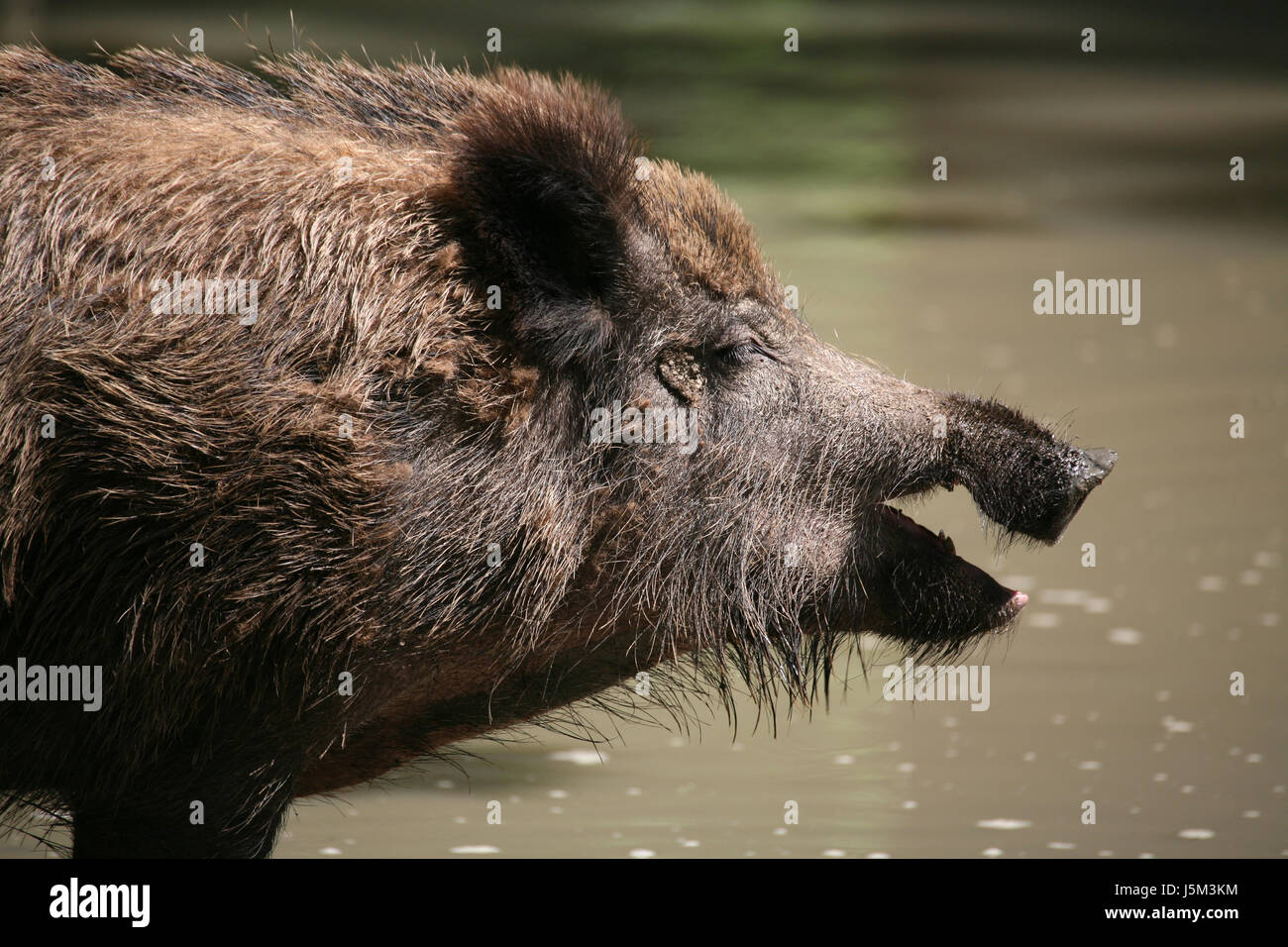 mammal wild portrait wild boar pig brooks wild animal wild boars dig ...