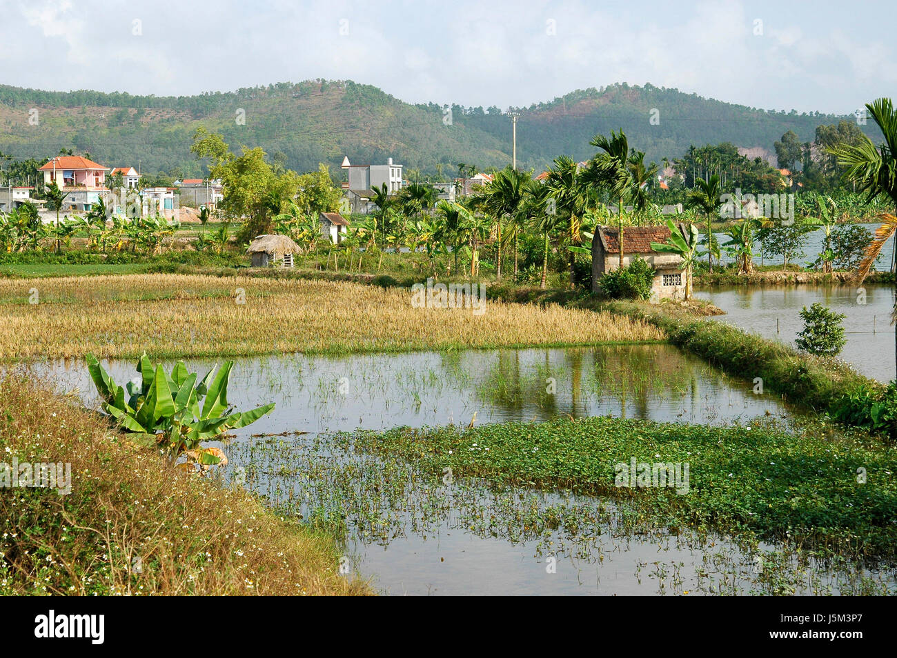 environment enviroment bucolic asia swamp agriculture farming field ...