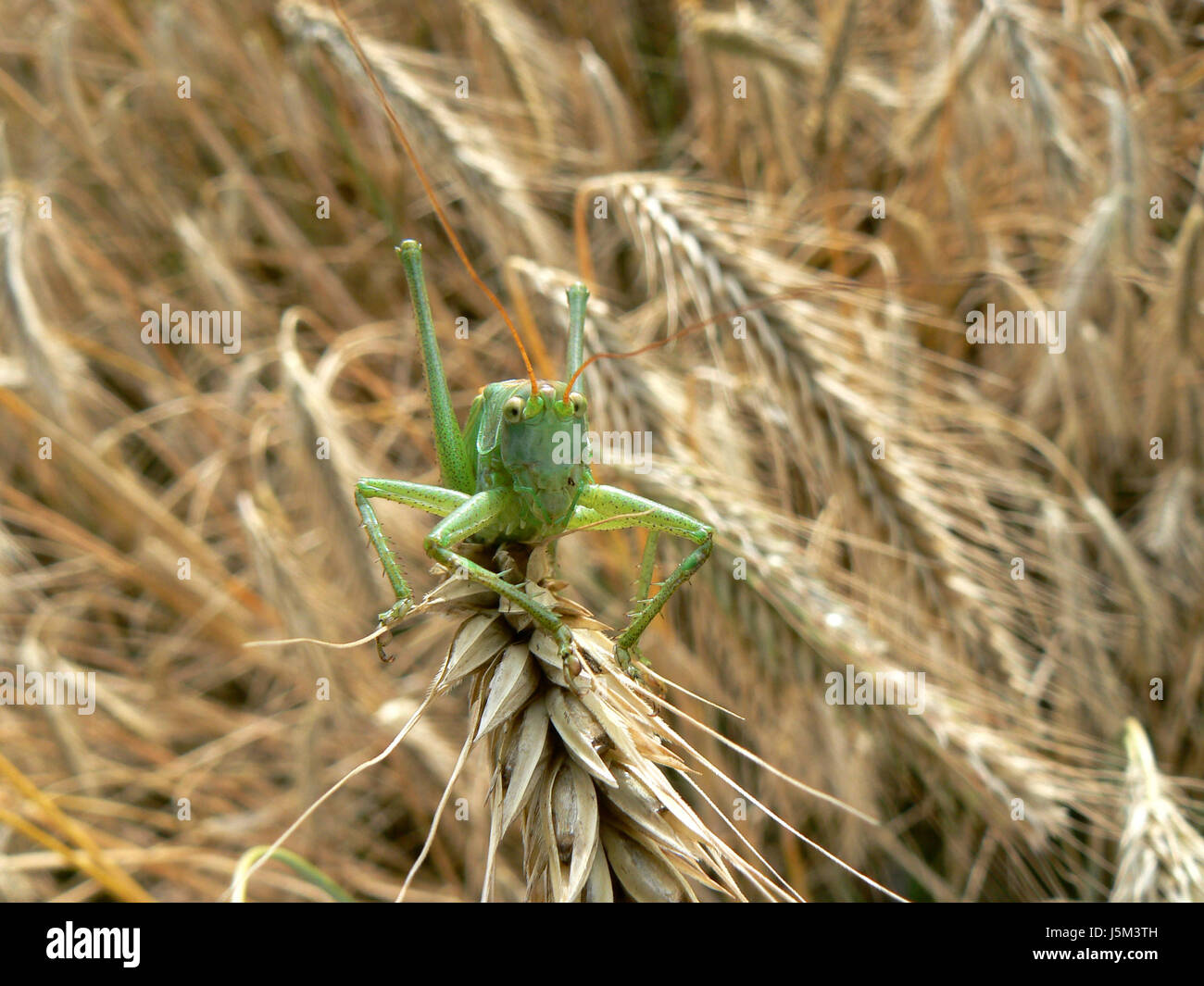 animal insect green male masculine summer summerly corn field ear ...