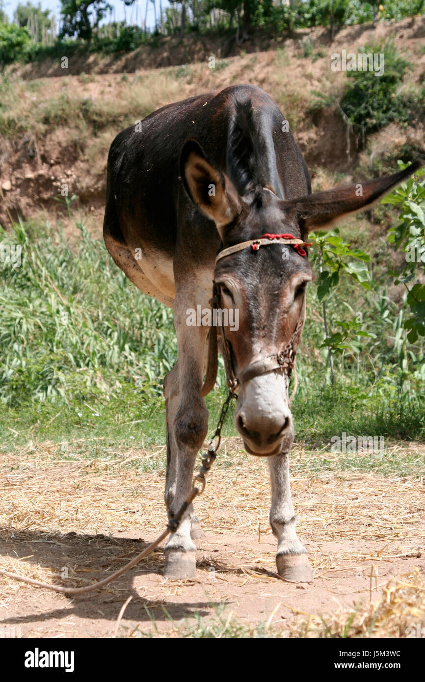 Italy donkey calabria hi-res stock photography and images - Alamy