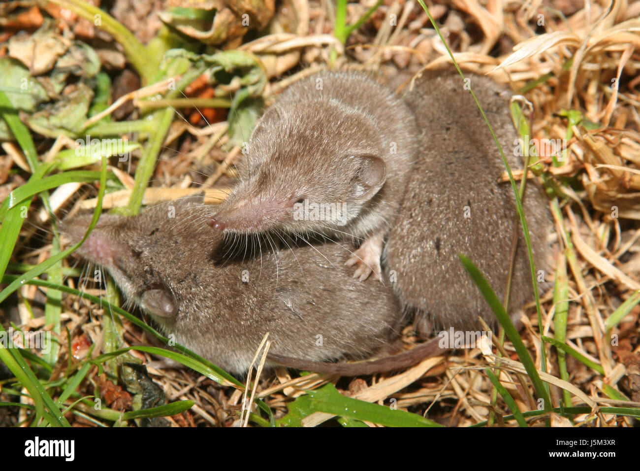 protected sheltered garden conservation of nature mouse gardens useful ...