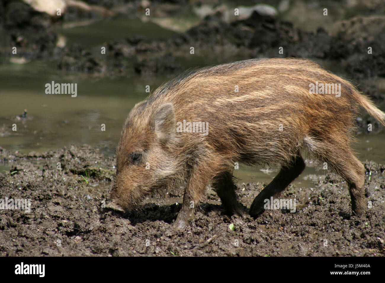 wallow in the road Stock Photo - Alamy
