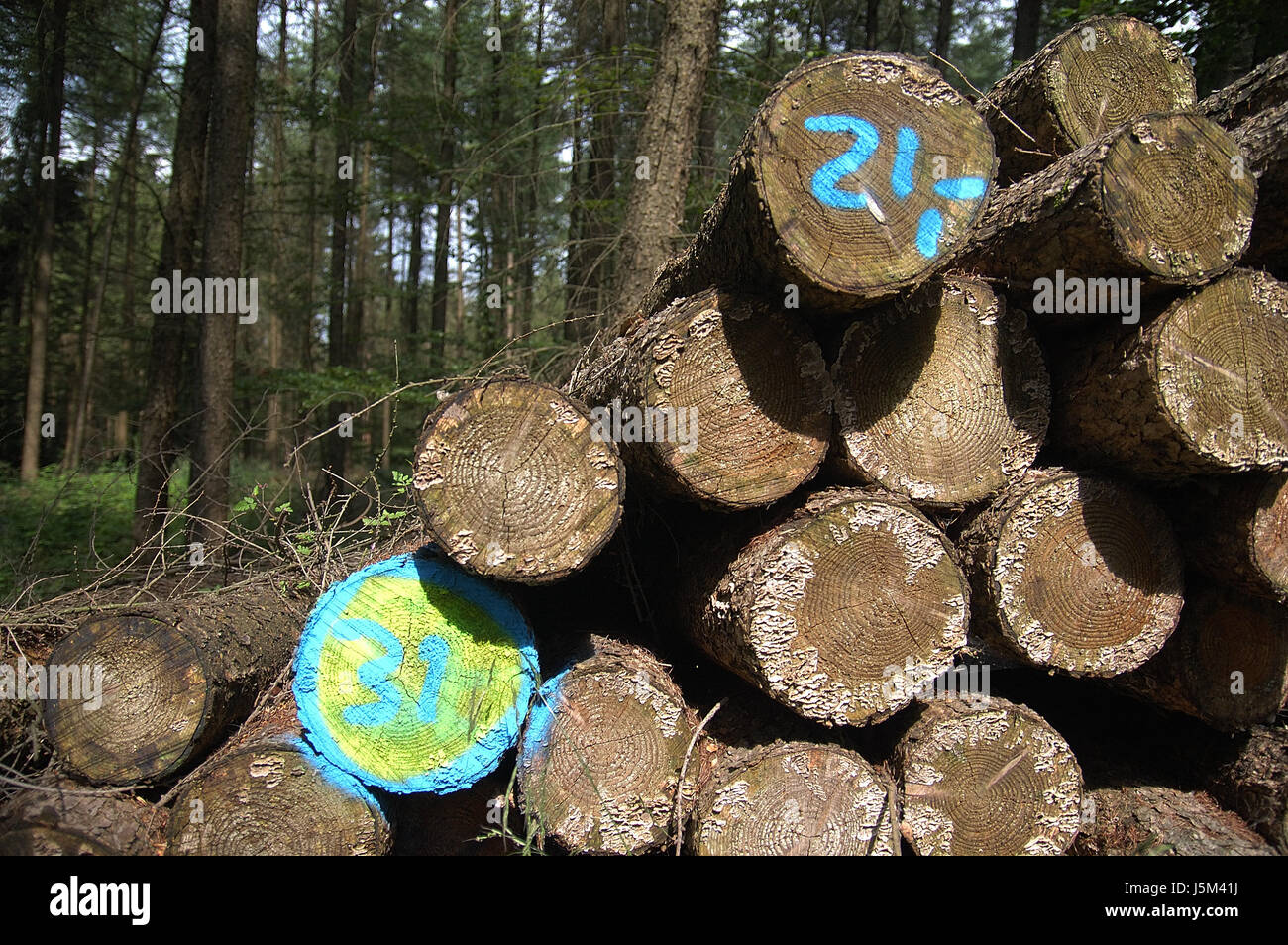 plant trunk prices firs store count thirty one twenty-one forest ...