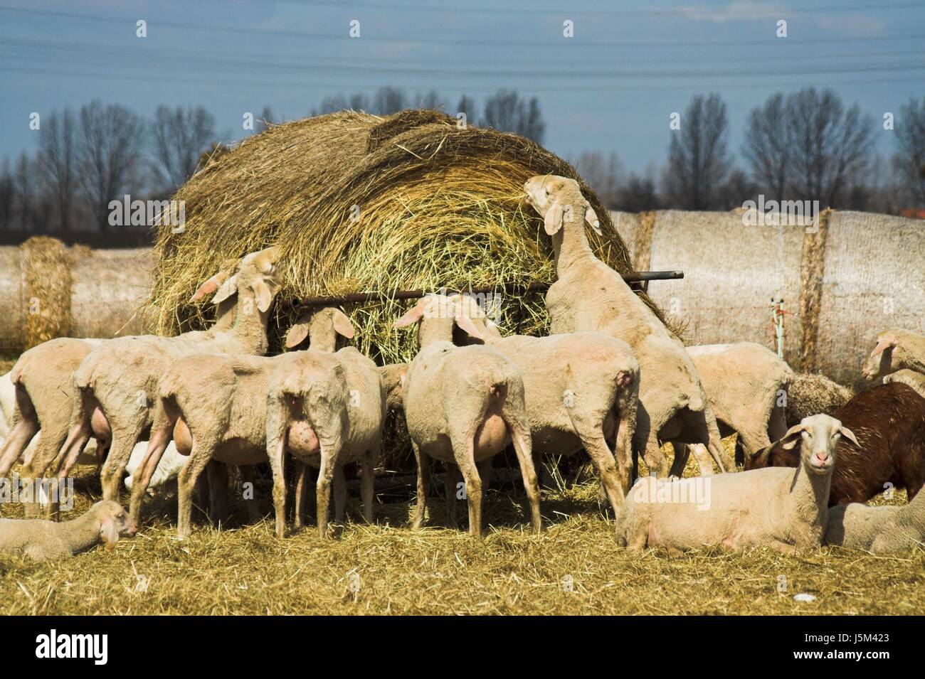 pet agriculture farming sheep beige to gorge engulf devour farm hay ...