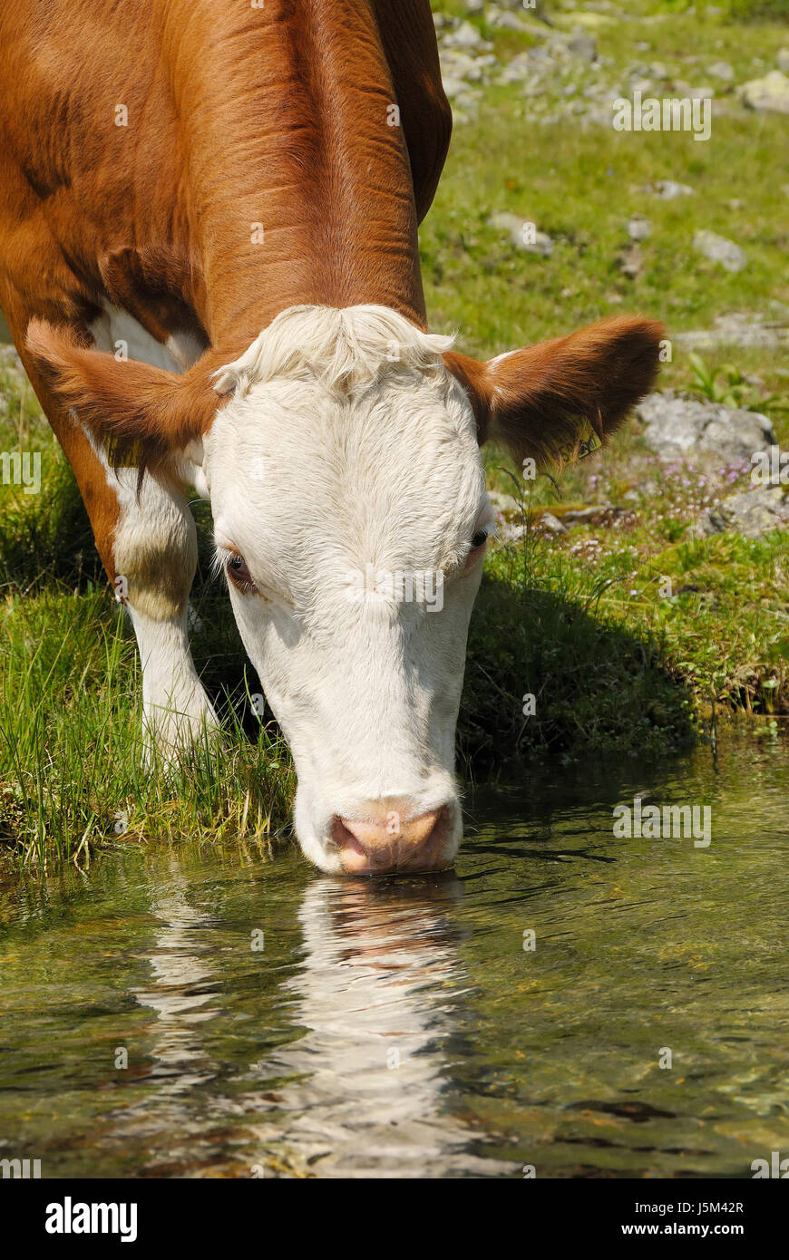 cold clear water 5 Stock Photo - Alamy