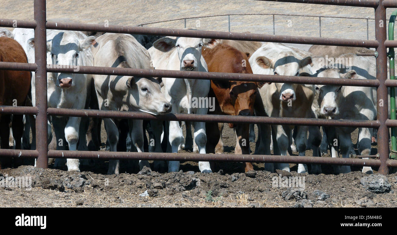 wait waiting animals usa america fear fence mammals livestock captivity ...