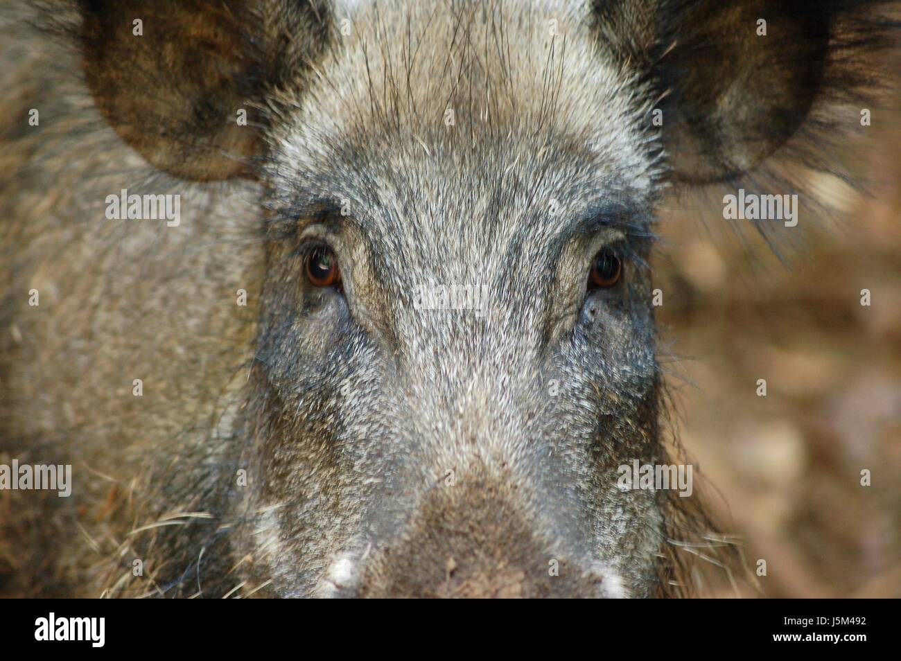 animals eye organ suns wild boar pig pigs boars hunting chase forest ...