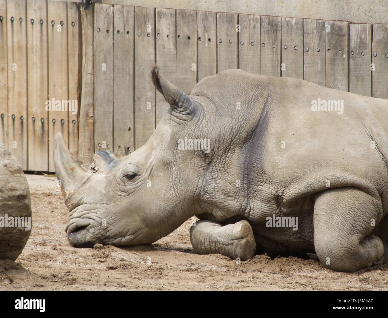 Lazy rhino hi-res stock photography and images - Alamy