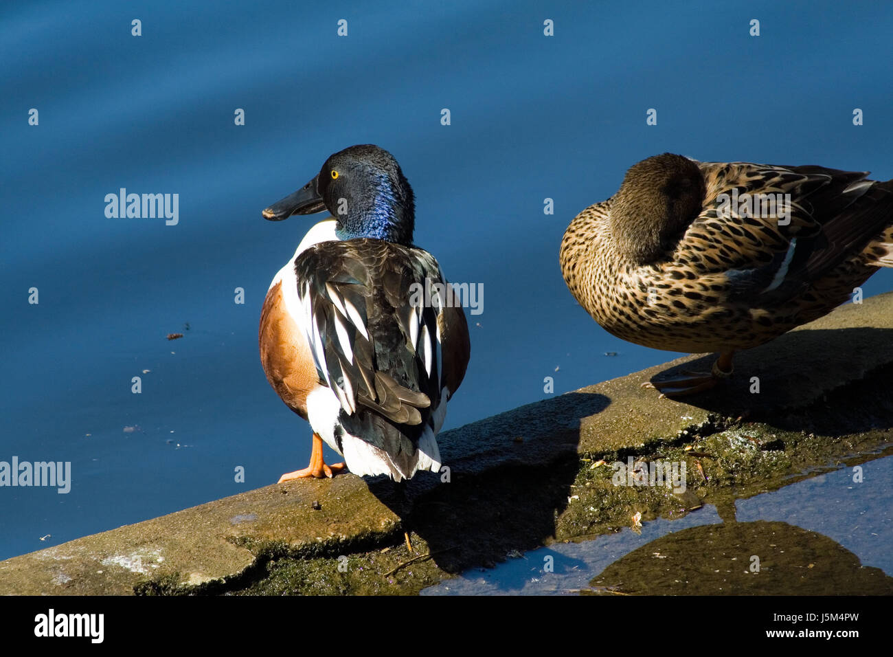 drake and duck Stock Photo - Alamy