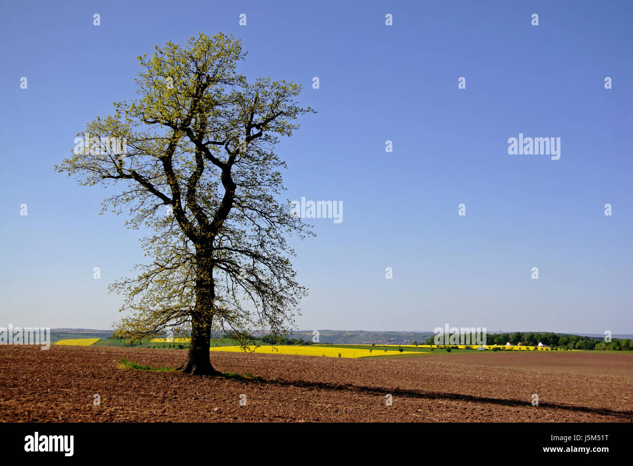 oak tree in spring Stock Photo - Alamy