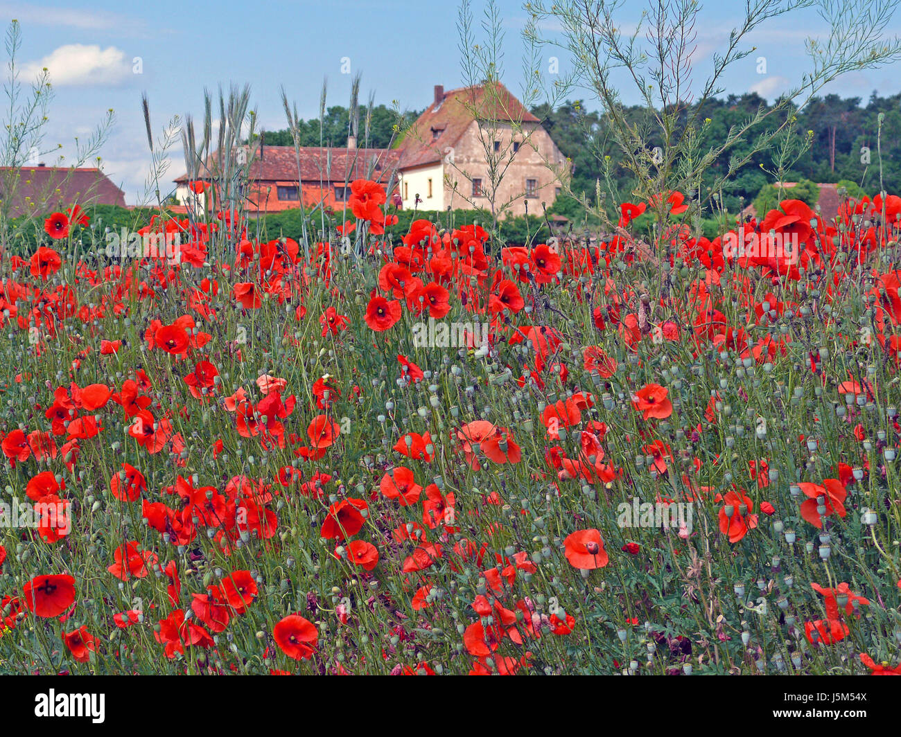 blue house building bucolic blank european caucasian yard poppy corn ...