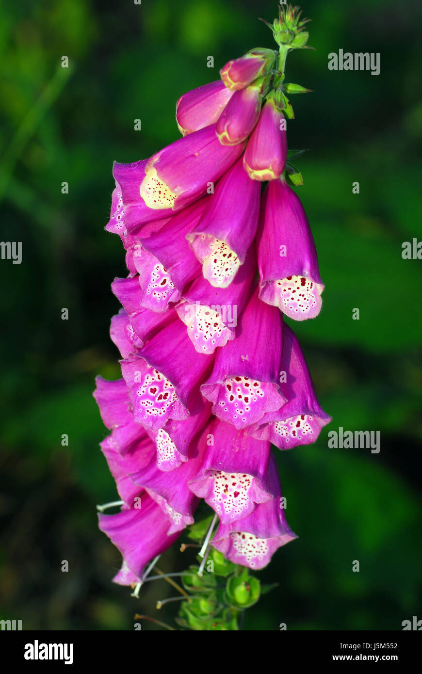 digitalis in the morning light Stock Photo - Alamy