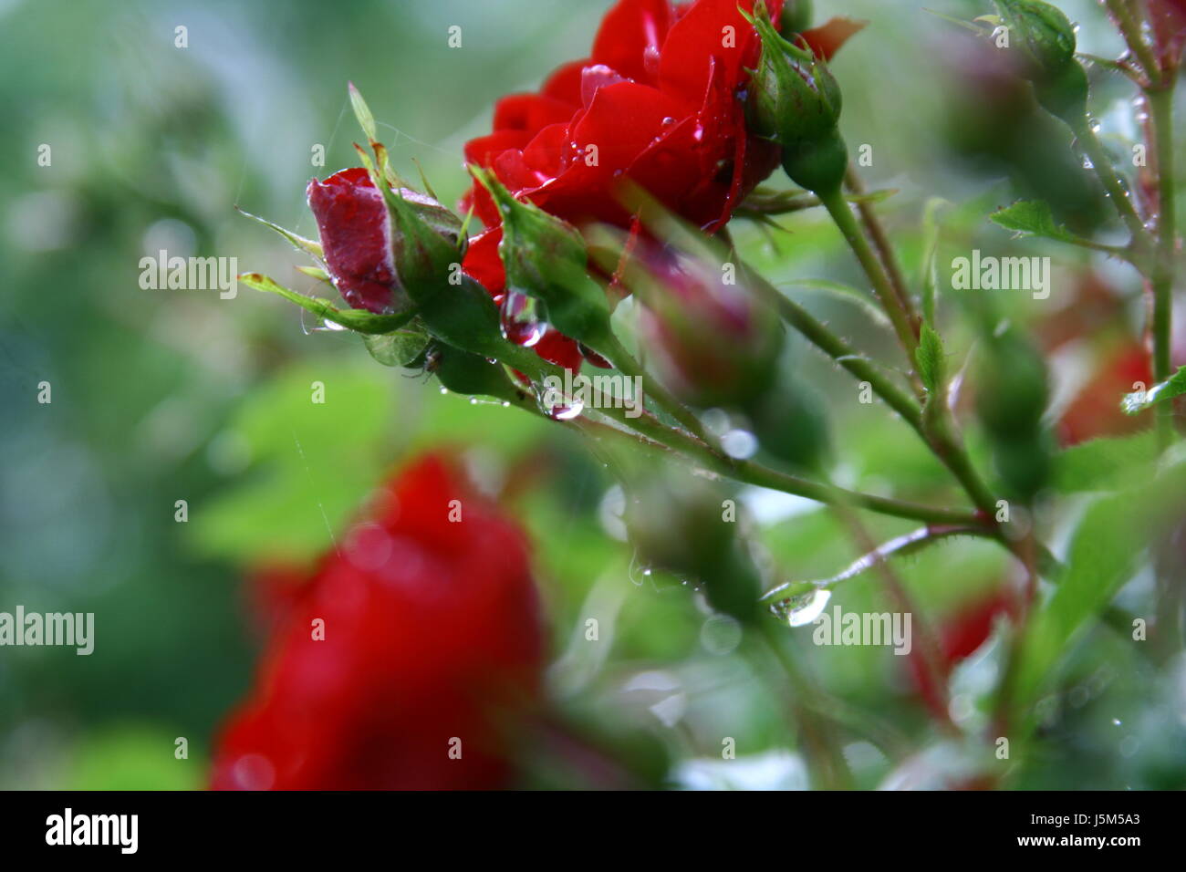 roses in the rain Stock Photo - Alamy