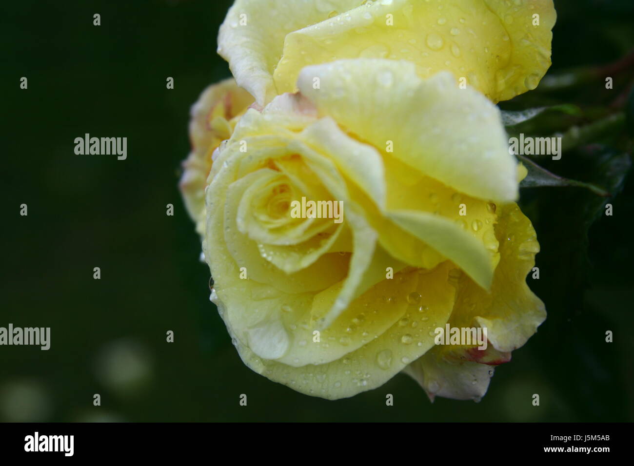 flower plant rose bloom blossom flourish flourishing flowers roses ...